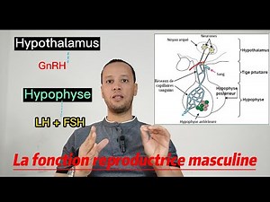 Bac sciences SVT chapitre 1 Fonction reproductrice chez l'Homme