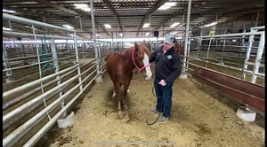 1K views · 33 reactions | UPDATE! The horse was bailed by another...