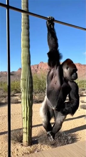 When the Gorilla Gets a Gym Membership”