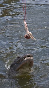 Gator getting up!!! Have you ever seen a Jumparoo show Gatorland Orlando before? #gatorland #gator #reptiles #florida #orlando | Jon Burket Photography LLC