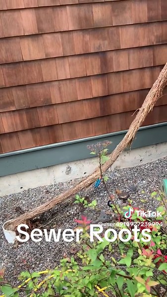 Pulling 10 Foot Root out of sewer! #draincleaning #draincleaner #drainclean #drains #roots #plumbing #sewer #plumber #plumbersoftiktok #drainclogged #draingang #drainclogremover #ridgid