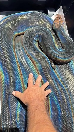 Nature can both be cruel and beautiful🤩 Our big rainbow python “my love” is an absolute beauty🥰