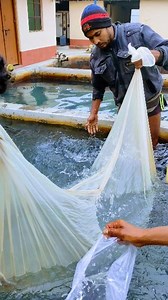 3.6K views | fish farm spawn selling process #fish #tank #seed #shortsfeed | Fish Info | Facebook