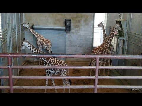 Picture slide show of Oklahoma City Zoo 10-9-25