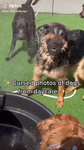 The Dog Rufferee on TikTok