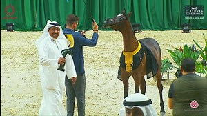 Fakhar Al Arab 2024 🏆Yearling Colts Championship (Class YCC) The GOLD medal in Yearling Colts is "HADI AL ZAD" 🏅🏆 Breeder: Al Zad Stud Owner: Ahmad Saud Al Fraij | Arabian Essence di Elvis Giughera