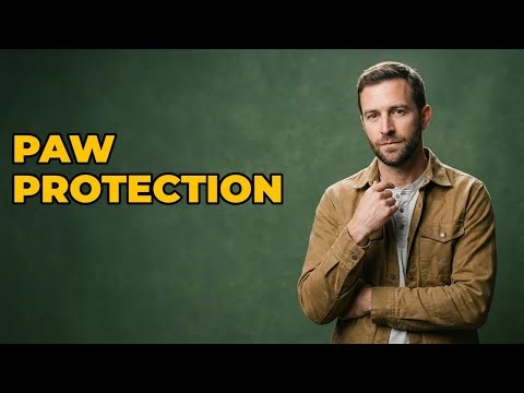 What Are The Best Booties For Dog Paws?