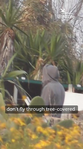 86K views · 1K reactions | Over the past week hunters were already targeting Turtle-doves illegally – days before the season even opened.  Protected birds like Nightjars, Common Kestrels and Bee-eaters were also shot. This is what our Spring Watch teams witnessed across Malta and Gozo. #SpringWatch #TurtleDove #StopIllegalHunting #BirdLifeMalta | BirdLife Malta | Facebook