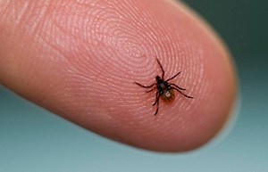 Most tick bites go unnoticed. Here's are photos and expert tips to help you identify them
