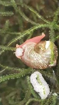 Snail practically coming out of its shell to feed #aquarium #nature