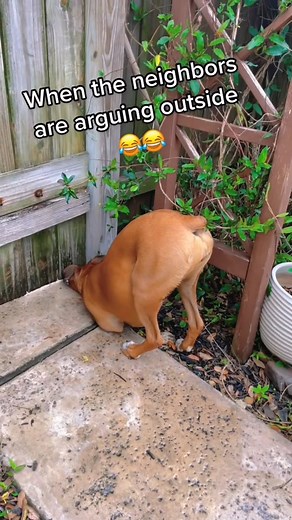When dogs hear neighbors arguing 🤣😂 | Hot-tempered dog