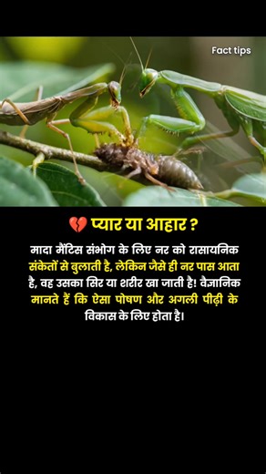 प्यार या आहार 😱 #FemaleMantis ​#MantisMating ​#SexualCannibalism ​#NatureIsBrutal ​#MantisFacts ​#Insects ​#PrayingMantis ​#SurvivalOfTheFittest | Fact Tips