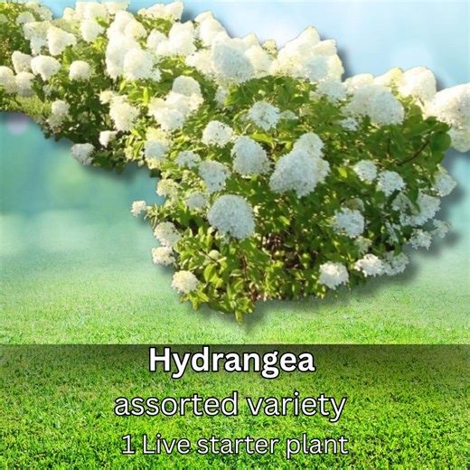 1 Hydrangea Live Starter Plant Assorted Varieties Macrophylla Quercifolia Paniculata Arborescens Hardy Flowering Shrub - Etsy