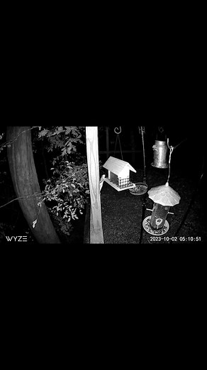 Various bugs on a night vision camera
