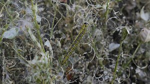 box tree moth eats the shoots of boxwood (Cydalima Perspectalis) Stock Video