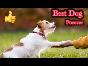 Top 5 Best Guard Dog Breeds for Protection 2025 | Cane Corso, German Shepherd & More!