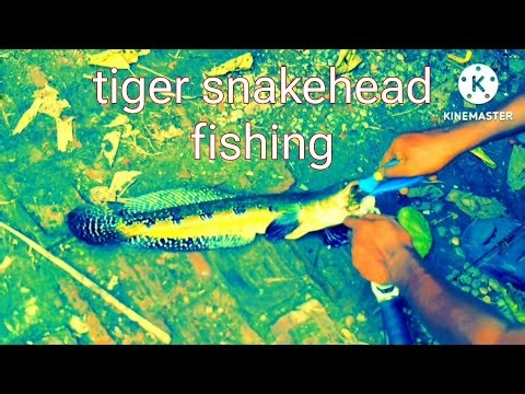 Tiger snakehead and cobra snakehead fishing video