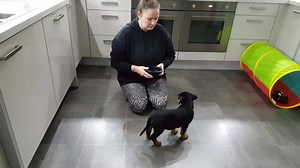 4.4K views · 86 reactions | Nero's first clicker training lesson Www.glasgowdogtrainer.co.uk | Glasgow Dog Trainer and Behaviour Consultant | Facebook