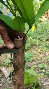 Fruit tree grafting techniques #reels #gardentips | Plants Propagation