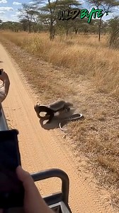 4.5K views · 159 reactions | Honey Badger vs Snake — Who Really Wins? #HoneyBadger #HoneyBadgerVsSnake #WildlifeFacts #NatureExplained #FearlessAnimals #AnimalShowdown #PredatorVsPredator #DidYouKnow #fblifestyle | WildByte | Facebook