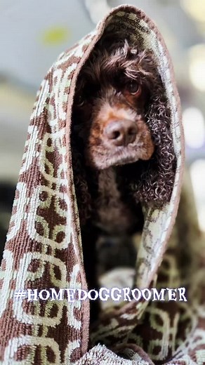 Mr. GEORGE #cockerspaniel #homedoggroomer #cockerspanielpuppies #cockerspanielsofinstagram @followers @highlight #fbyシvideo #reelsfypシ #ai #viral #reelsfb #threads #followersinstagram #fy #reelsinstagram #reels #viralreels #followersfb #puppies #puppylover #ɪɴsᴛᴀʀᴇᴇʟs #mobidoggroomer #dog #dogvideos #njdogs #capcutvelocity #foryourpage #viralvideo #lmaplewoodnj 﫶 | Rob Menguan | Facebook