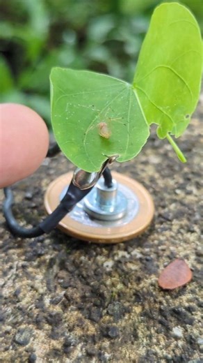She's got 2 eyes and a nose 😆 or still it might eyes also. The spitting spider 🕷️ Despite of being small, dang this spider really fast 🏃‍♂️ Image stacked, 50 frames Zerene Stacker Alive wild and free,. in Situ #macro_dix #fypシ゚ #reelsvideoシ #omsystem #akdiffuser #macro #godoxlighting #macrophotography #spider | Dix Balino