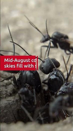 Expert's flying ant warning as 'waves' approaching