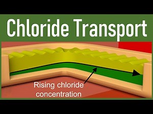 13. Chloride Transport in tubular processing