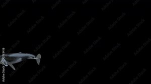 Isolated humpback whale breaching out of the ocean and swimming beside the camera in 4K. 3D animation showing a giant whale jumping out of the water with a clean alpha channel, perfect for VFX