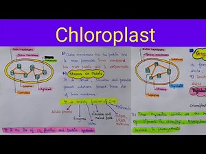 chloroplast structure || chloroplast functions || chloroplast structure and functions