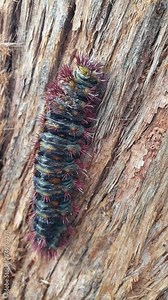 close up of a large caterpillar Chelepteryx collesi, the batwing moth or white stemmed gum moth on a tree trunk in Sydney, Australia