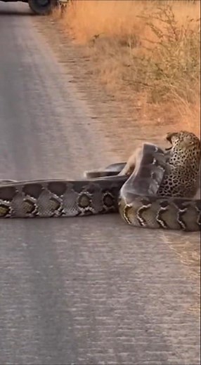Giant Roadside Python Strangles Leopard Alive Extreme African Wildlife Clash AI