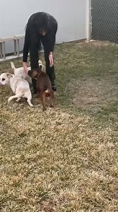 Here’s another miracle for you! I just got home and found Jonathan has motor skills in BOTH legs!! Not just one! Jonathan was diagnosed by our neurologist with a broken back.. chances of ever walking again slim to none.. #miracle I know a lot of you want me to use a strap on him and assist him but when I do that something happens to his spine and his legs don’t work so we’re letting him do it his way!! Go Jonathan go!! | Josh and his critters