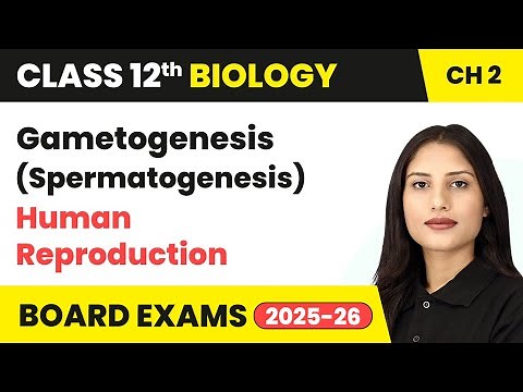 Gametogenesis (Spermatogenesis) - Human Reproduction | Class 12 Biology Chapter 2 | CBSE 2025-26