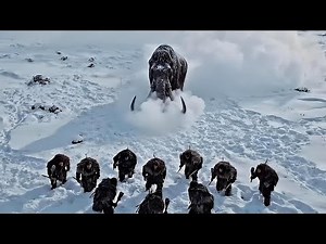 Prehistoric ice age survival | Neanderthals