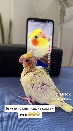 Funny Lutino Cockatiels - Hilarious Bird Videos and TikTok Moments