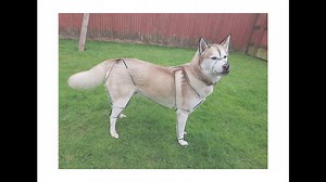 14 reactions | Would you like to learn how to draw your dog as a character illustration? Digital Artist Emma has put together a short tutorial explaining her method on how you can start drawing using the wonderful Fluke as the model ✏️ | National Animal Welfare Trust (NAWT) | Facebook