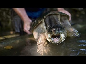 Pennsylvania Turtle Noodling- A Family Tradition