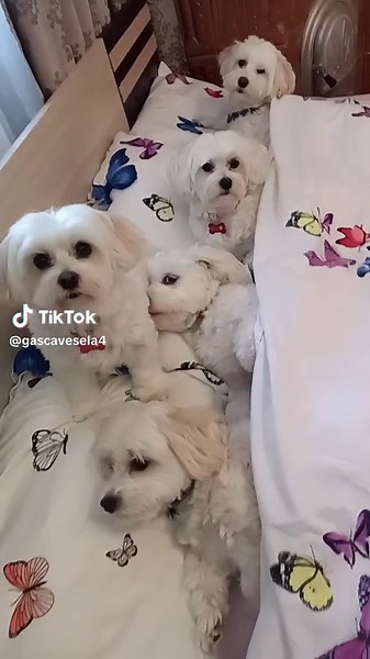 Adorable Fluffy Dogs Relaxing on a Cozy Bed