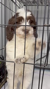 97K views · 1.7K reactions | Meet Chip! This adorable 11 week old...