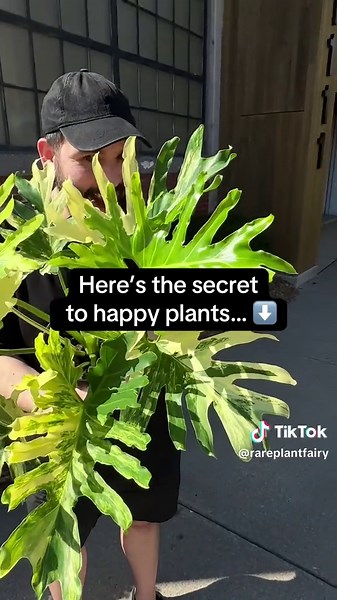 Our happy plants aren’t a mystery! Here’s our secret formula: 💡Light: Since we grow indoors, our nursery is equipped with rows of T8 & T5 lightbulbs. They’re on 12hr timers, making their on & off cycles a breeze. Natural light limited at home? Don’t be afraid to supplement with grow lights! 💧Water: Our custom reverse osmosis system delivers the purest water to our plants. We recommend home growers use the same! RO filters out impurities that can accumulate in tap water and harm plants over tim