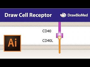Draw CD40 membrane protein | Graphical Abstract | Scientific Illustration Adobe Illustrator