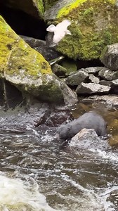 3.9K views · 364 reactions | Quick and strong. Snatching a fish...