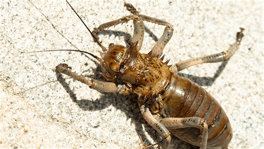 What's The Maximum Size That Insects Could Theoretically Reach?