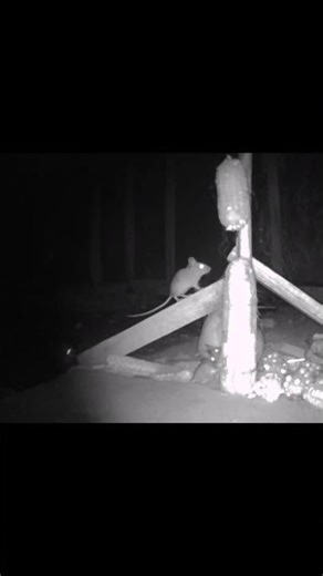 The Mouse Family #mouse ##wildlife #animals #mice