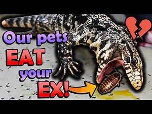 Feeding Exes to our Reptiles for Valentine's Day! (2026)