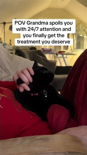 #catoftheday #catlovers #cat #cats @kittenzcam