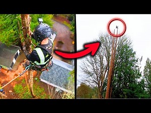 BEST Viewer Experience! Easy Mode for a Pro Tree Cutter!