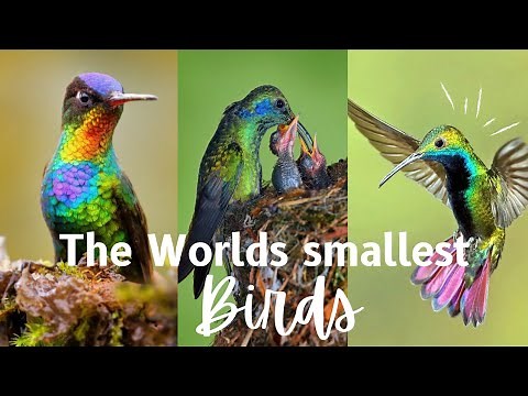 The magical world of HUMMINGBIRDS