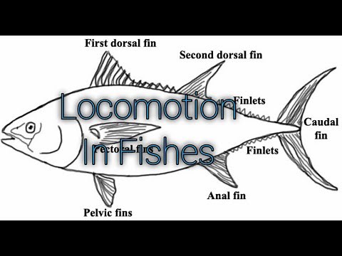 lOcomotion In fish|| First year Biology|| By BAKHTAWAR Naaz